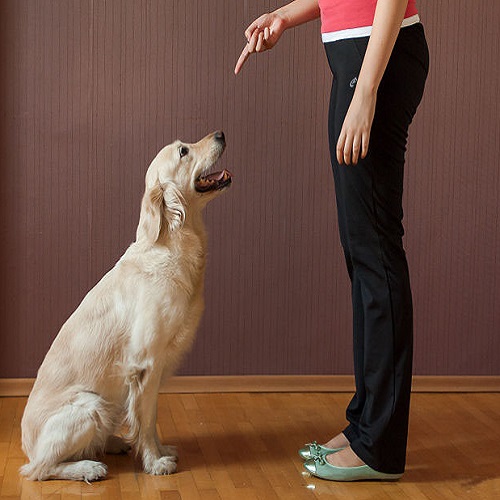 Red Bank Veterinary Hospital (RBVH) - Mt. Laurel - Average Rating: 4.3 ...
