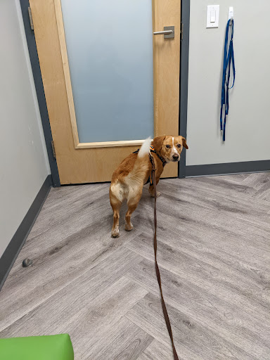 Art City Vets Wellness Center - Average Rating: 4.9 & 78 Votes | 2000 ...