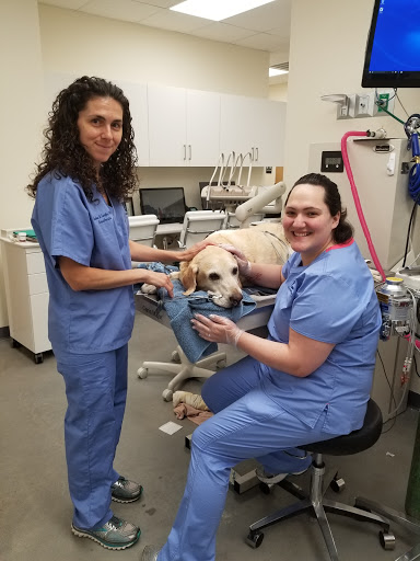 Red Bank Veterinary Hospital (RBVH) - Mt. Laurel - Average Rating: 4.3 ...