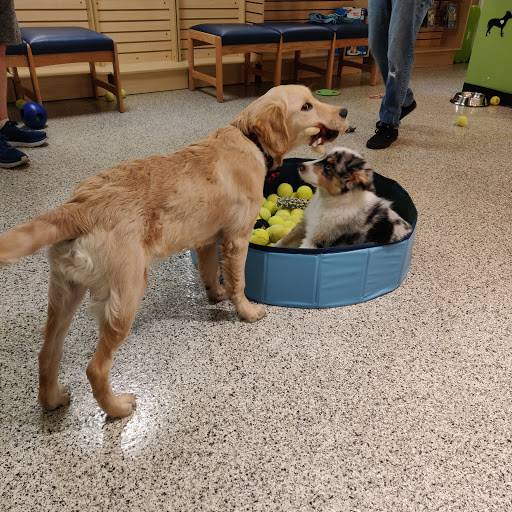 Your Pets Wellness (Logan Square), A Thrive Pet Healthcare Partner ...