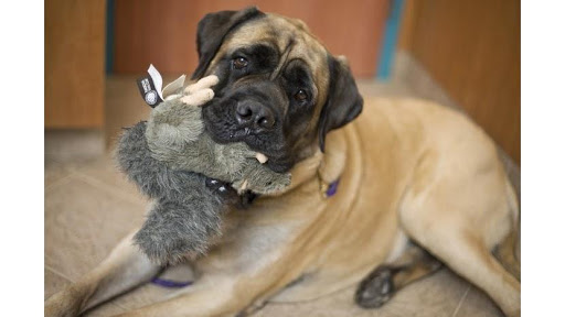 Red Bank Veterinary Hospital (RBVH) - Mt. Laurel - Average Rating: 4.3 ...