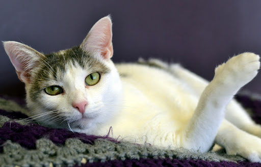 Art City Vets Wellness Center - Average Rating: 4.9 & 78 Votes | 2000 ...