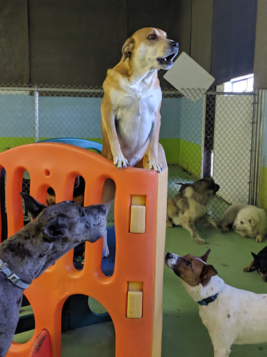 Spokane Dog Training Club Inc - Average Rating: 4.7 & 73 Votes | 2620 N ...