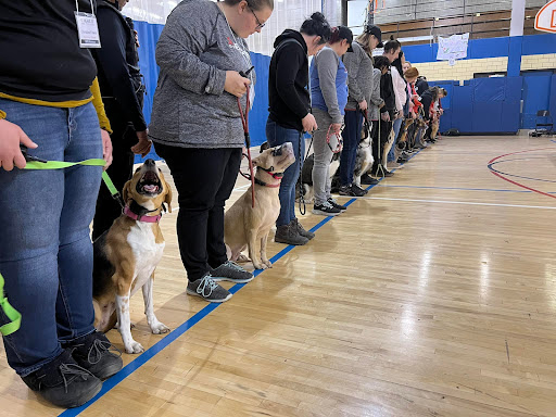 Your Pets Wellness (Logan Square), A Thrive Pet Healthcare Partner ...