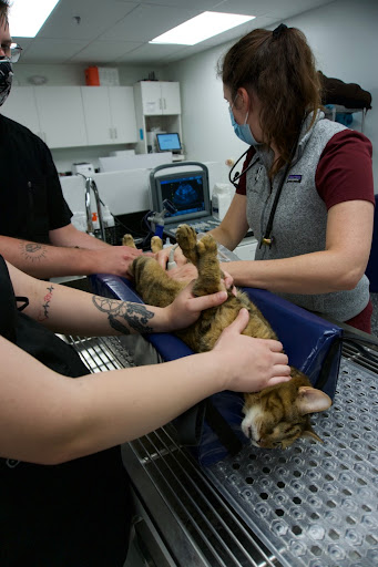 Art City Vets Wellness Center - Average Rating: 4.9 & 78 Votes | 2000 ...