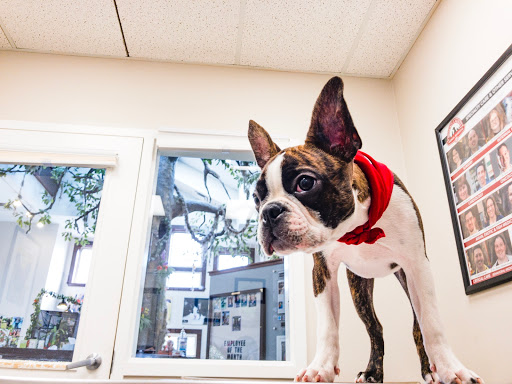 Red Bank Veterinary Hospital (RBVH) - Mt. Laurel - Average Rating: 4.3 ...