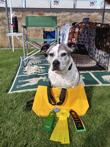 Spokane Dog Training Club Inc - Average Rating: 4.7 & 73 Votes | 2620 N ...