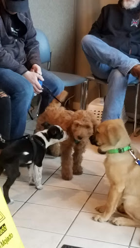 Spokane Dog Training Club Inc - Average Rating: 4.7 & 73 Votes | 2620 N ...