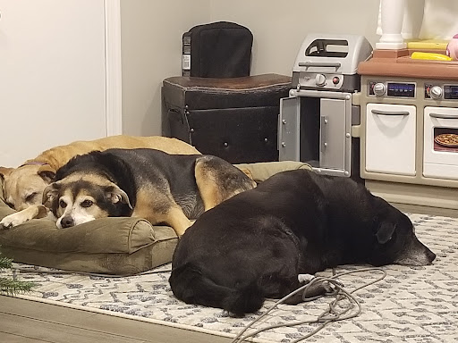 Red Bank Veterinary Hospital (RBVH) - Mt. Laurel - Average Rating: 4.3 ...