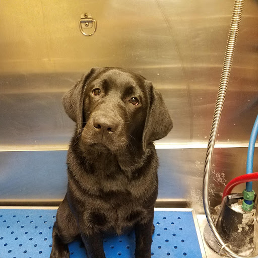 Burnt Hills Veterinary Hospital - Average Rating: 4.7 & 452 Votes | 145 ...