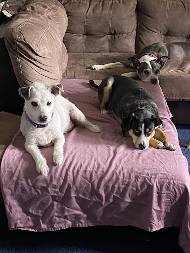 Red Bank Veterinary Hospital (RBVH) - Mt. Laurel - Average Rating: 4.3 ...