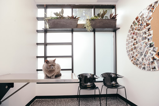 Art City Vets Wellness Center - Average Rating: 4.9 & 78 Votes | 2000 ...